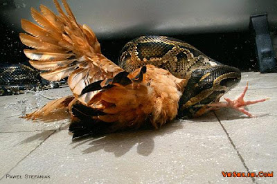 Free Animated Images: Snake-Killing-Chicken - Funny Amazing Images.