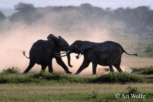 African Elephant fight amazing video | Amazing Videos