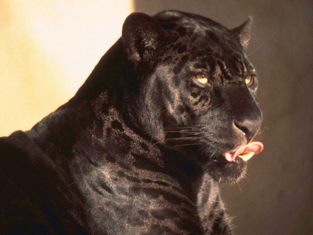 DIeeeGO's Blog: La Pantera