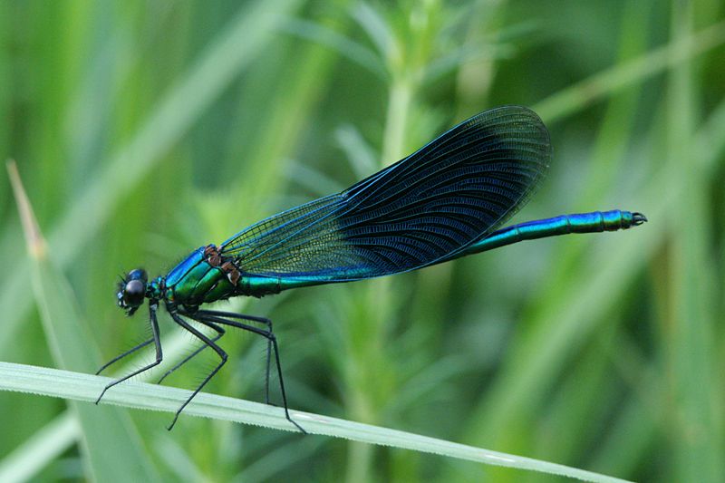 Hazánk állatai: Rovarok