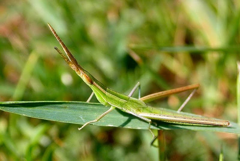 Hazánk állatai: Rovarok