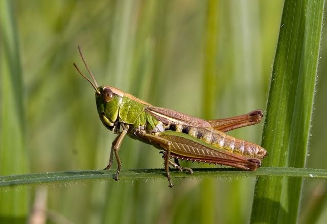 Hazánk állatai: Rovarok