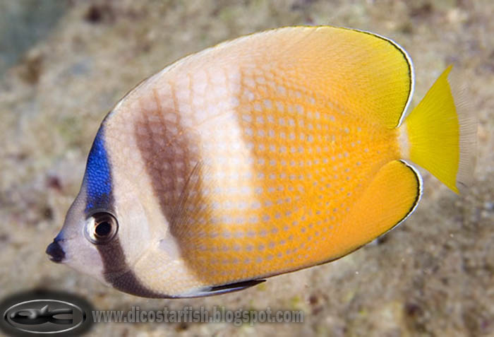 Dicostarfish: Kepe Coklat - Klein's Butterflyfish - Chaetodon Kleini