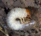 Agronomía en La Pampa.: Plagas en Girasol. Gusanos de Suelo. Coleópteros. 1