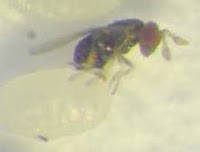 Agronomía en La Pampa.: Barrenador del Tallo. Características y Control