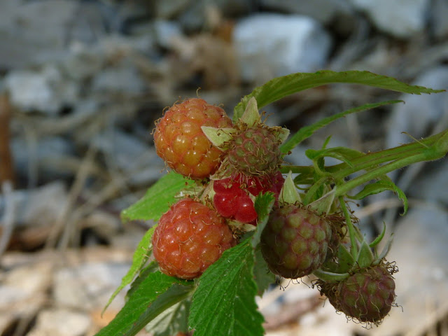 Frambueso (Rubus idaeus) y frambuesas... mmm...¡deliciosas!