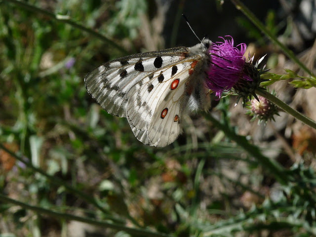 Parnassius apollo L. (Mariposa Apolo)