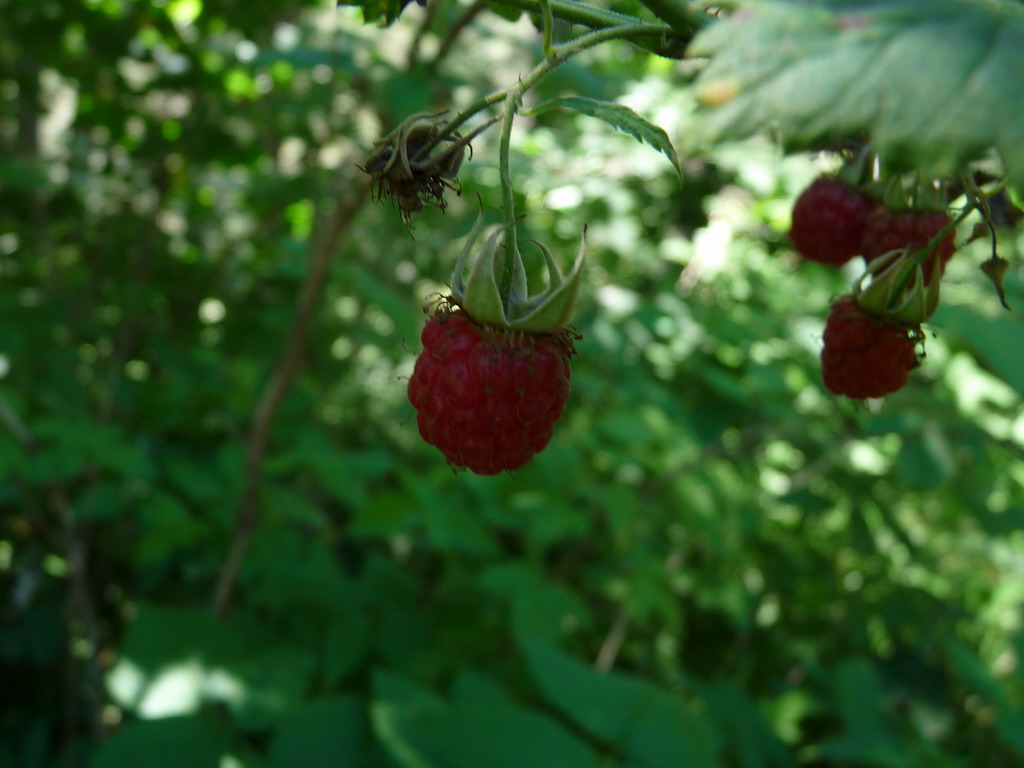 Frambueso (Rubus idaeus) y frambuesas... mmm...¡deliciosas!