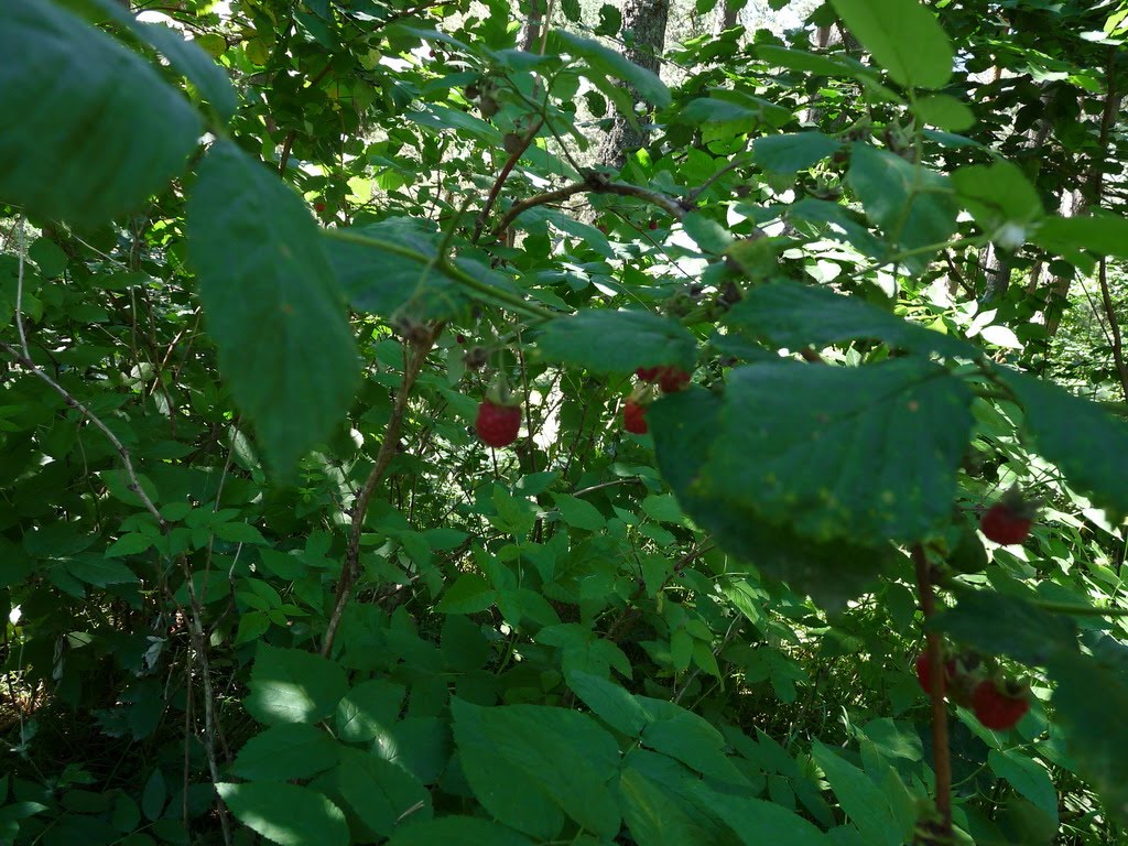 Frambueso (Rubus idaeus) y frambuesas... mmm...¡deliciosas!
