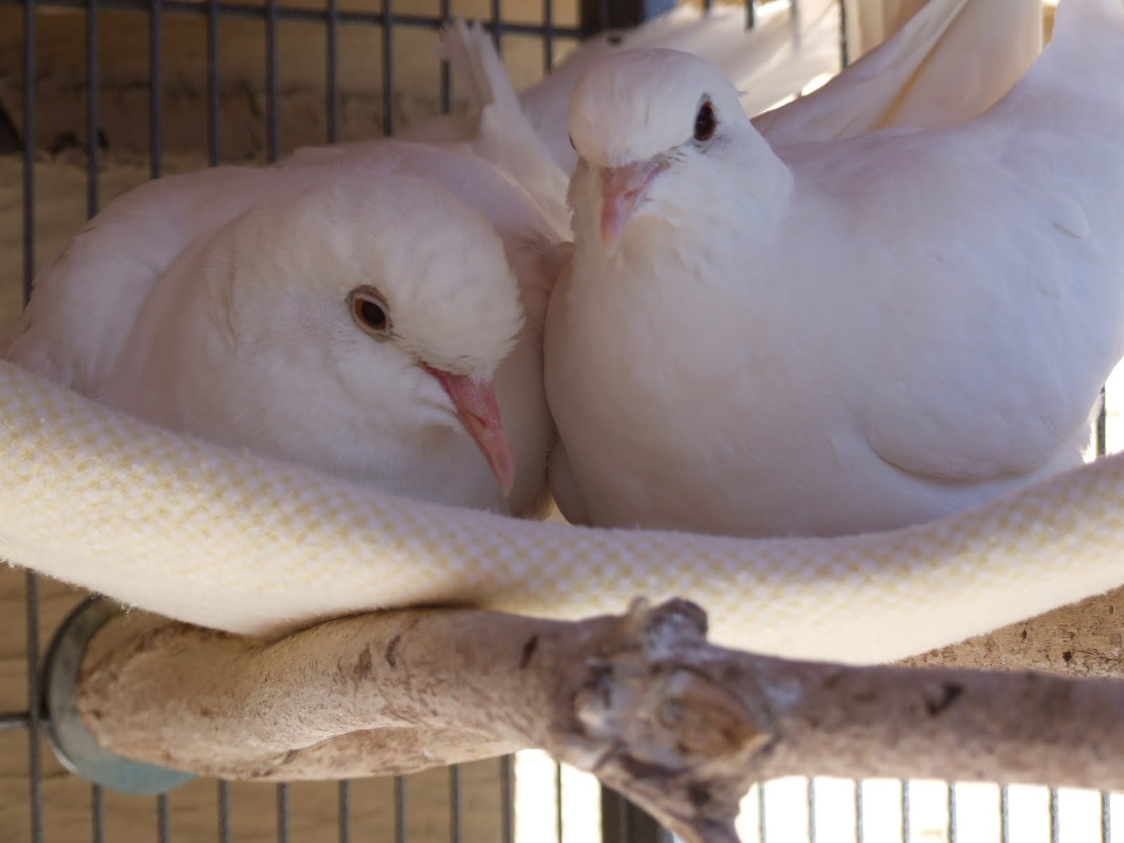 the rescue report: Pierre & Piper 5/29/10