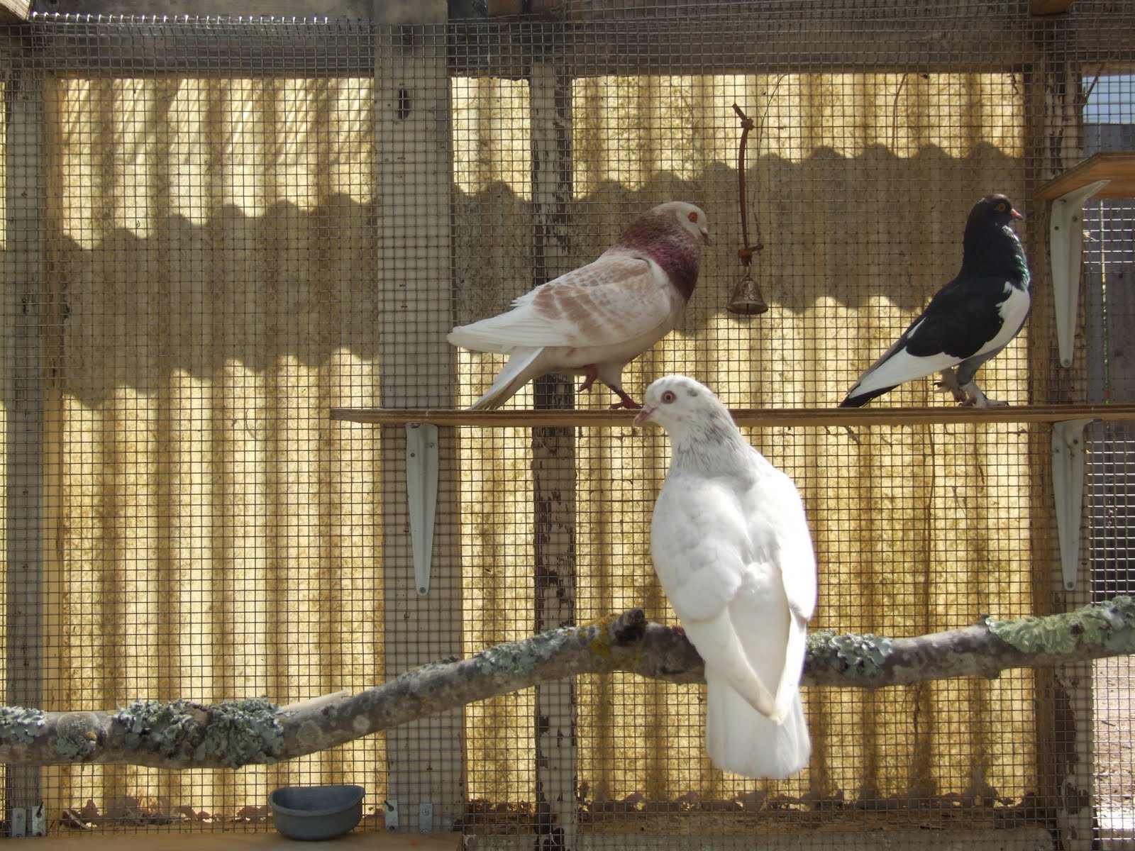 the rescue report: Help deep clean and repair my SF pigeon coop?