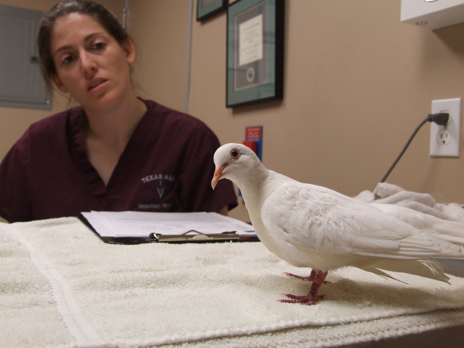 the rescue report: Pierre & Piper UPDATE 9/15/10