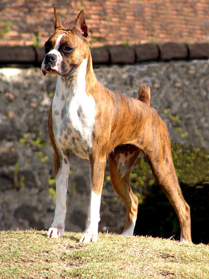 K9 - ATIVIDADES COM CÃES POLICIAIS: Raça em destaque ( BOXER )