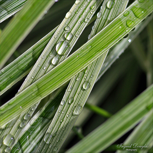 Beautiful Photography Of Rain Drops. | Infostream