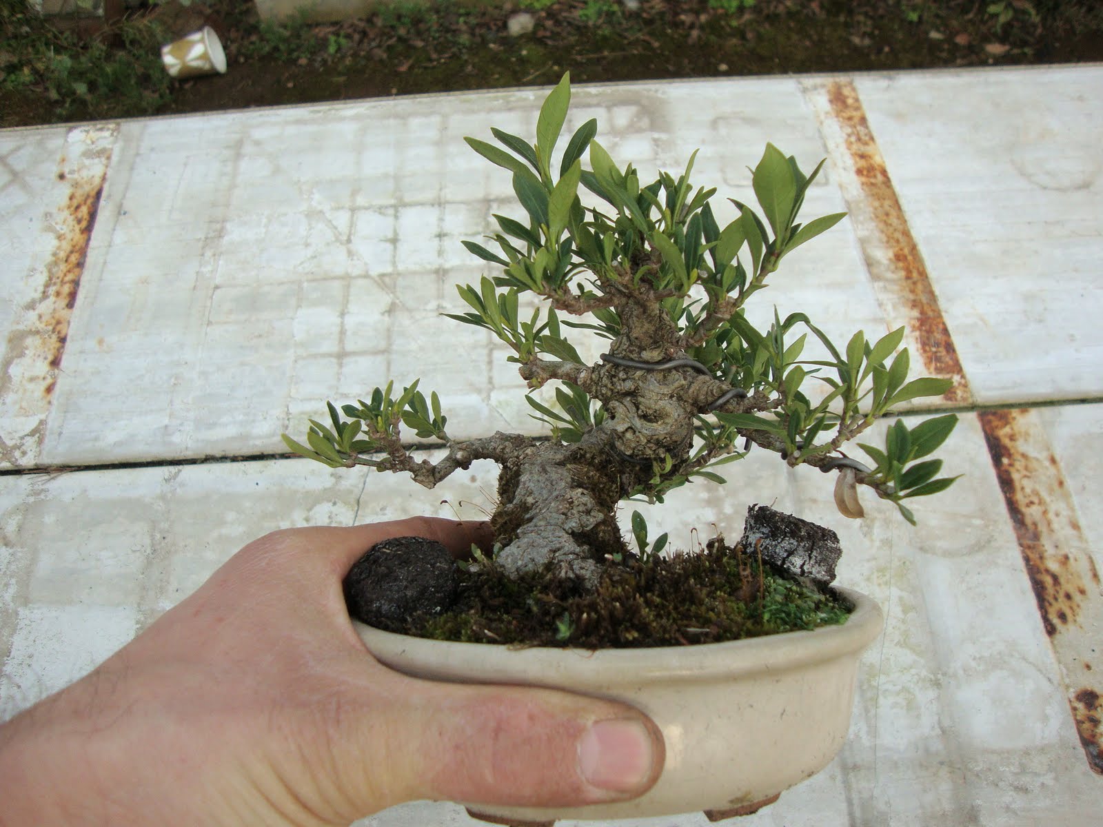 kingii: dia6, choumi se va