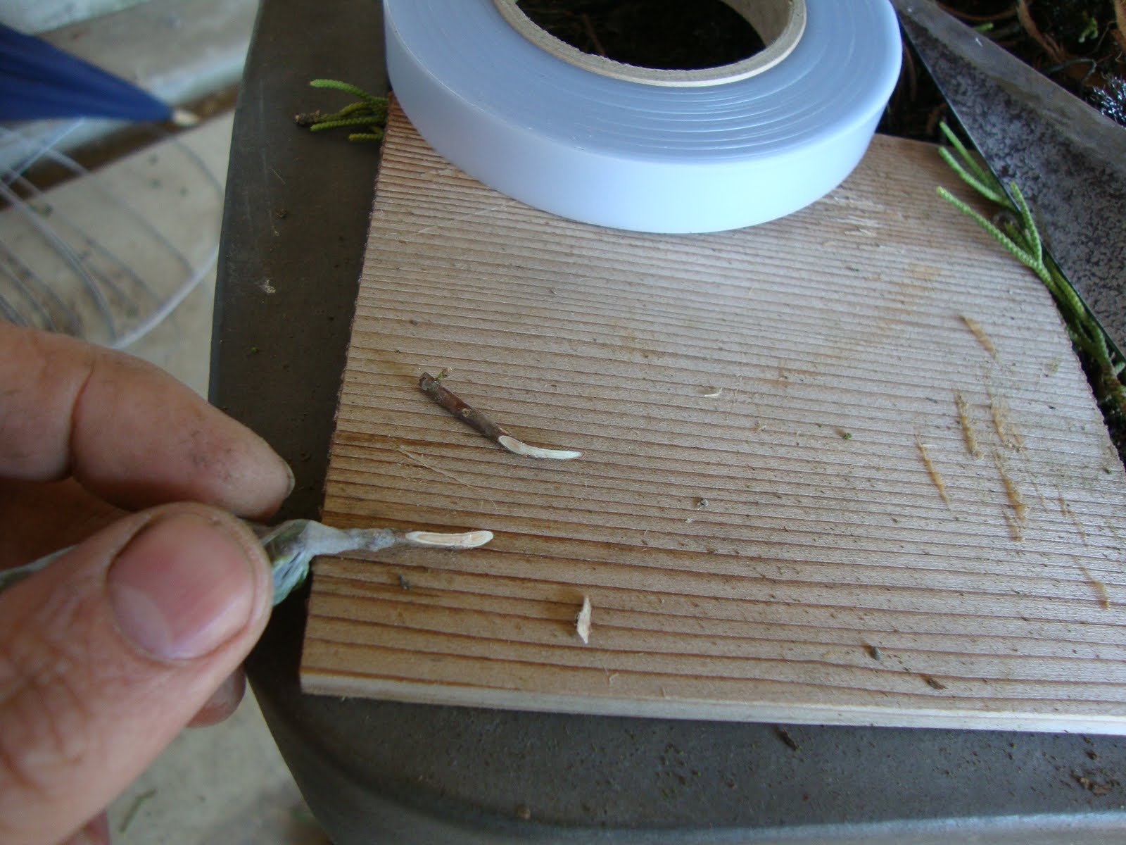 20, injertando voy, injertando vengo… – Agriculturarte