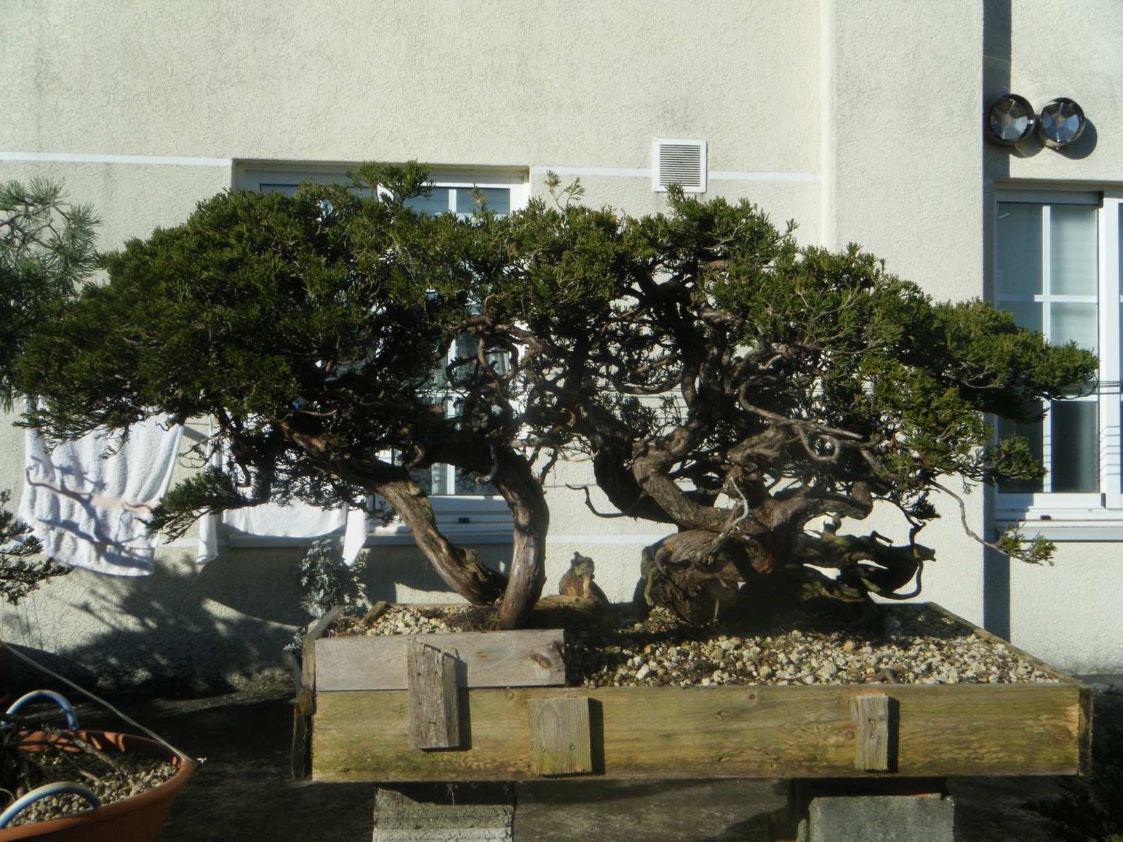 matojo, el detalle – Kingii Bonsai