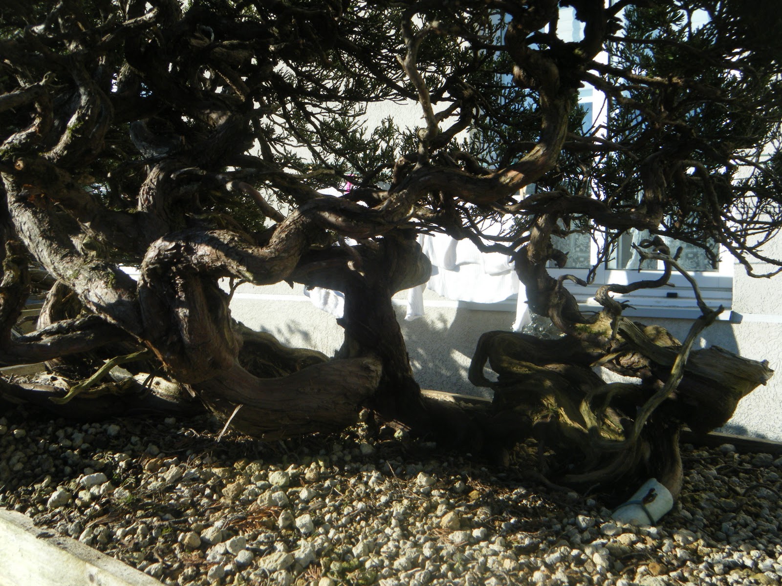 matojo, el detalle – Kingii Bonsai