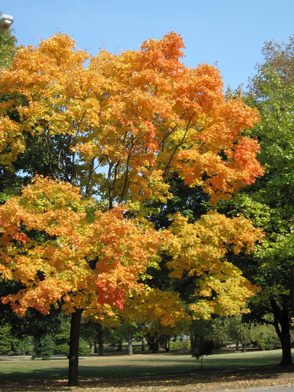 Raising Belle: Autumn Colors