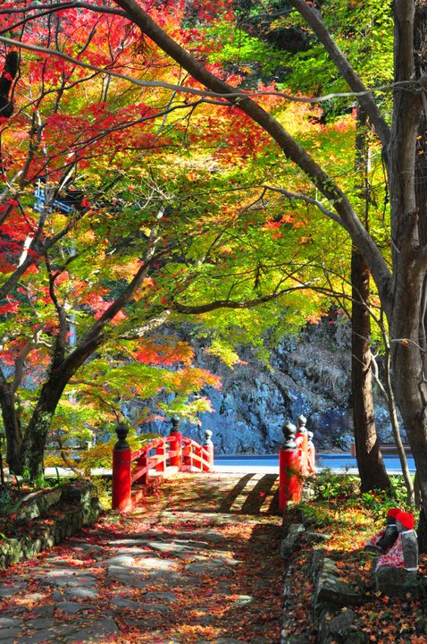 ALL ABOUT JAPAN : Dariku khusus untukmu sahabatku....: MOMIJI is The ...