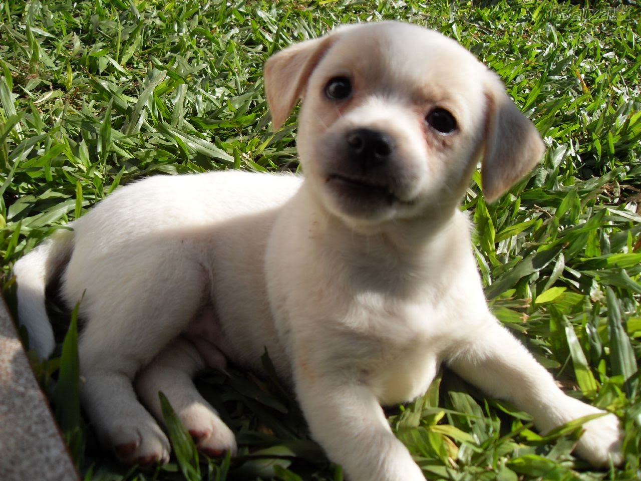 JADE JEANINNE: minha Coleção de imagens de cachorrinhos