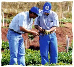Carreira e Profissões: Carreira e Profissões: Agrônomo
