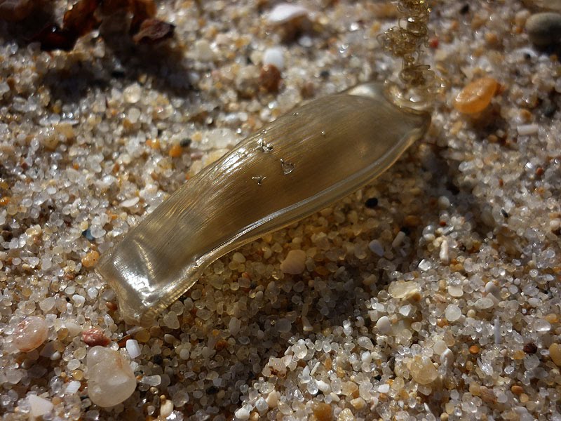 SERRA NATUREZAS: Cápsula de Ovo de Pata-roxa (Scyliorhinus canicula)