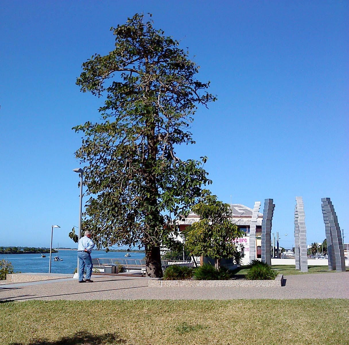 Robin's Ramblings: The Leichardt tree