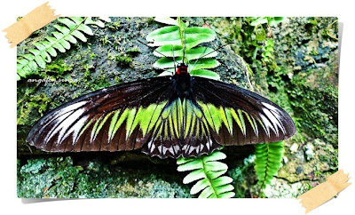 update gambar rama-rama | angafey