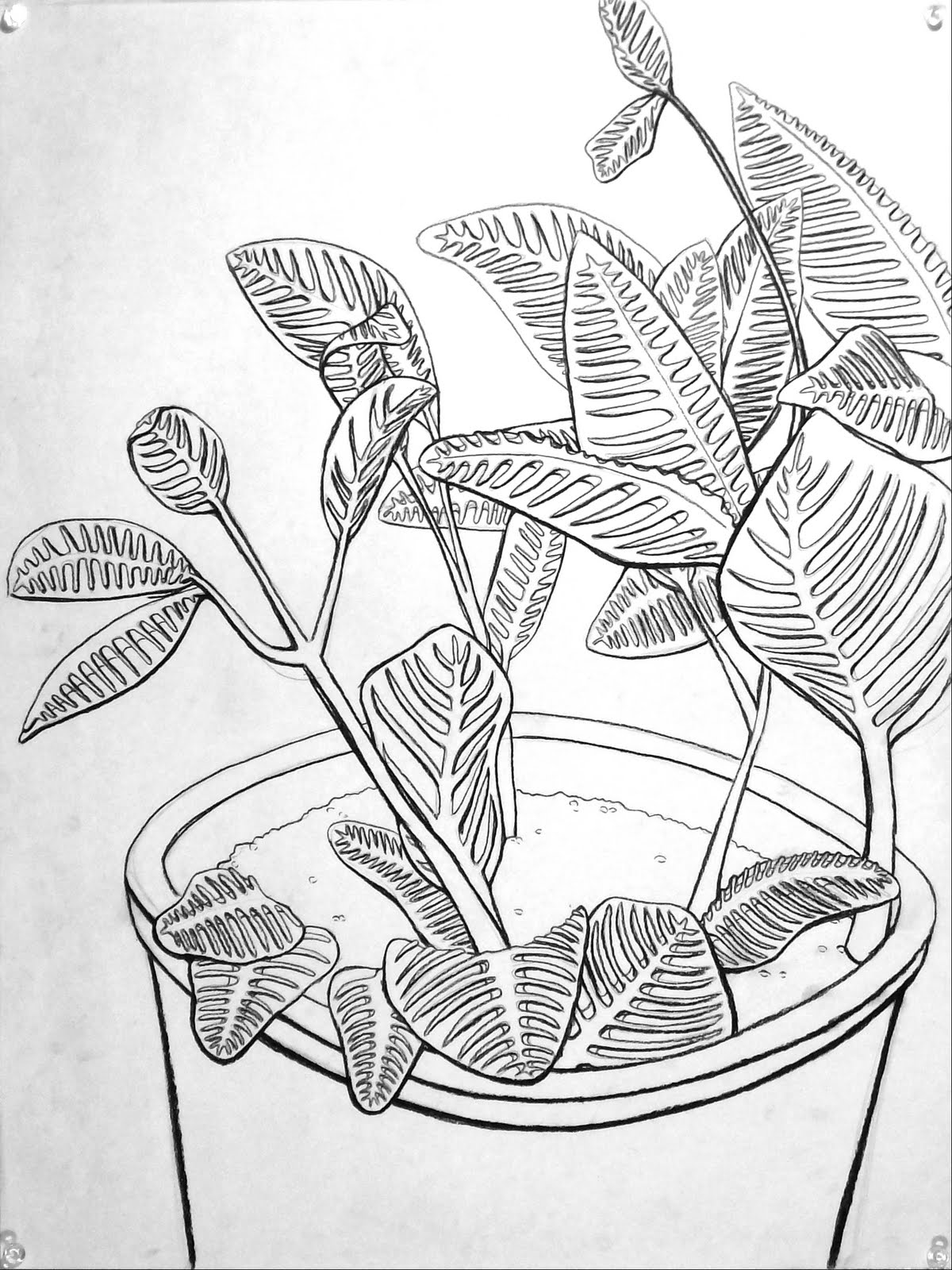 FD 100G: Controlled Contour: Plants