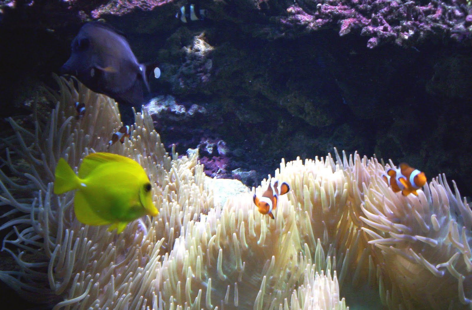 LA BIOLOGIA EN EL MAR: Los del mar tambien tienen donde vivir!!