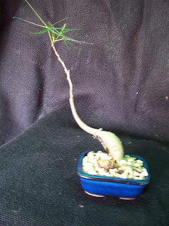 OzBonsai - Australian Native & Exotic Bonsai