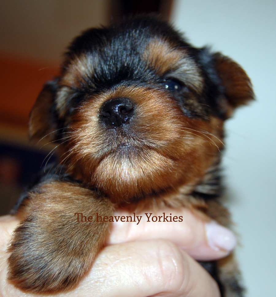 The Heavenly Yorkies: Puppies 4 weeks pictures