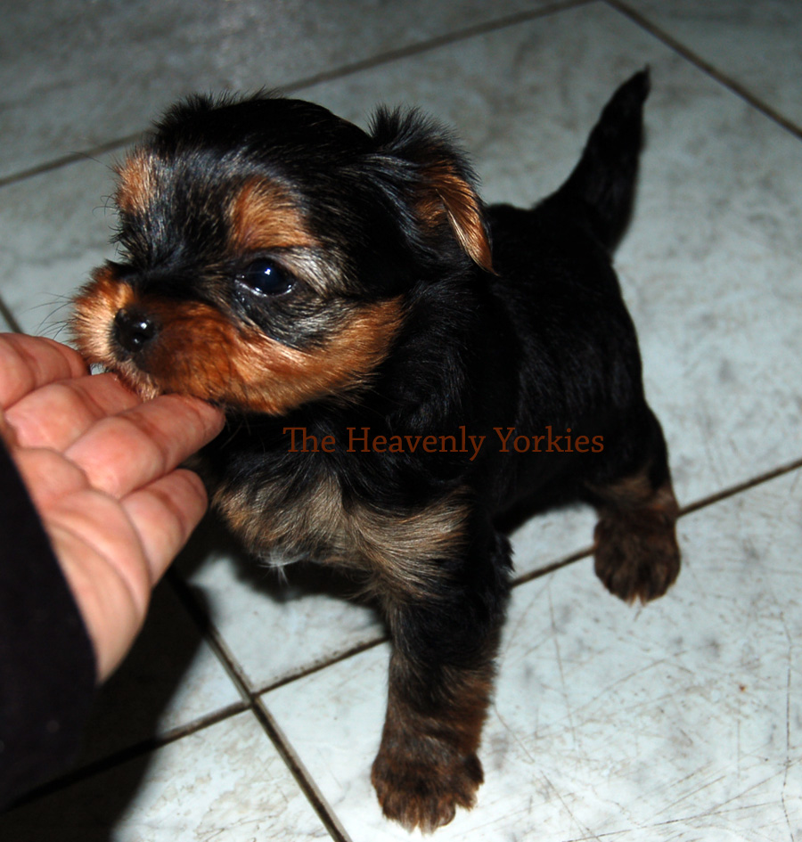 The Heavenly Yorkies: Puppies 5 weeks NEW Pics!!