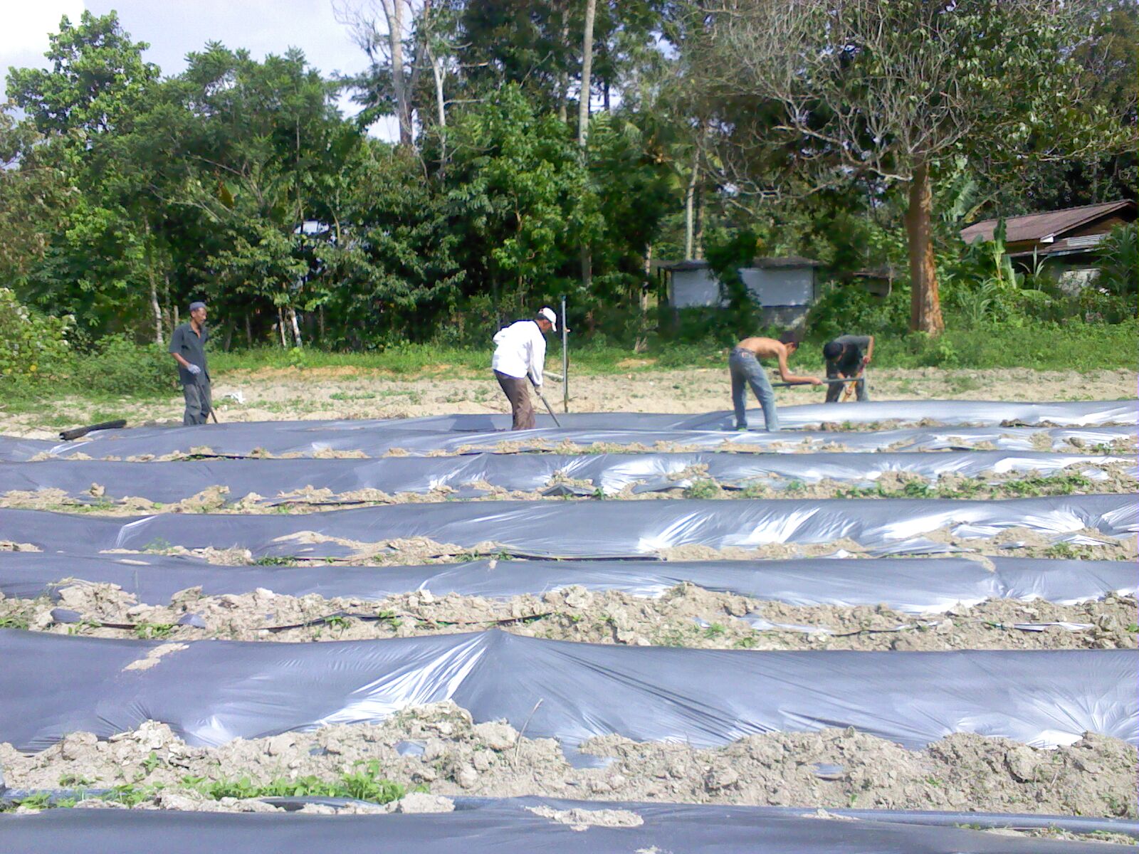 LADANG YAQTEEN @ LABU MANIS: Projek Tanaman Labu Manis di Island ...