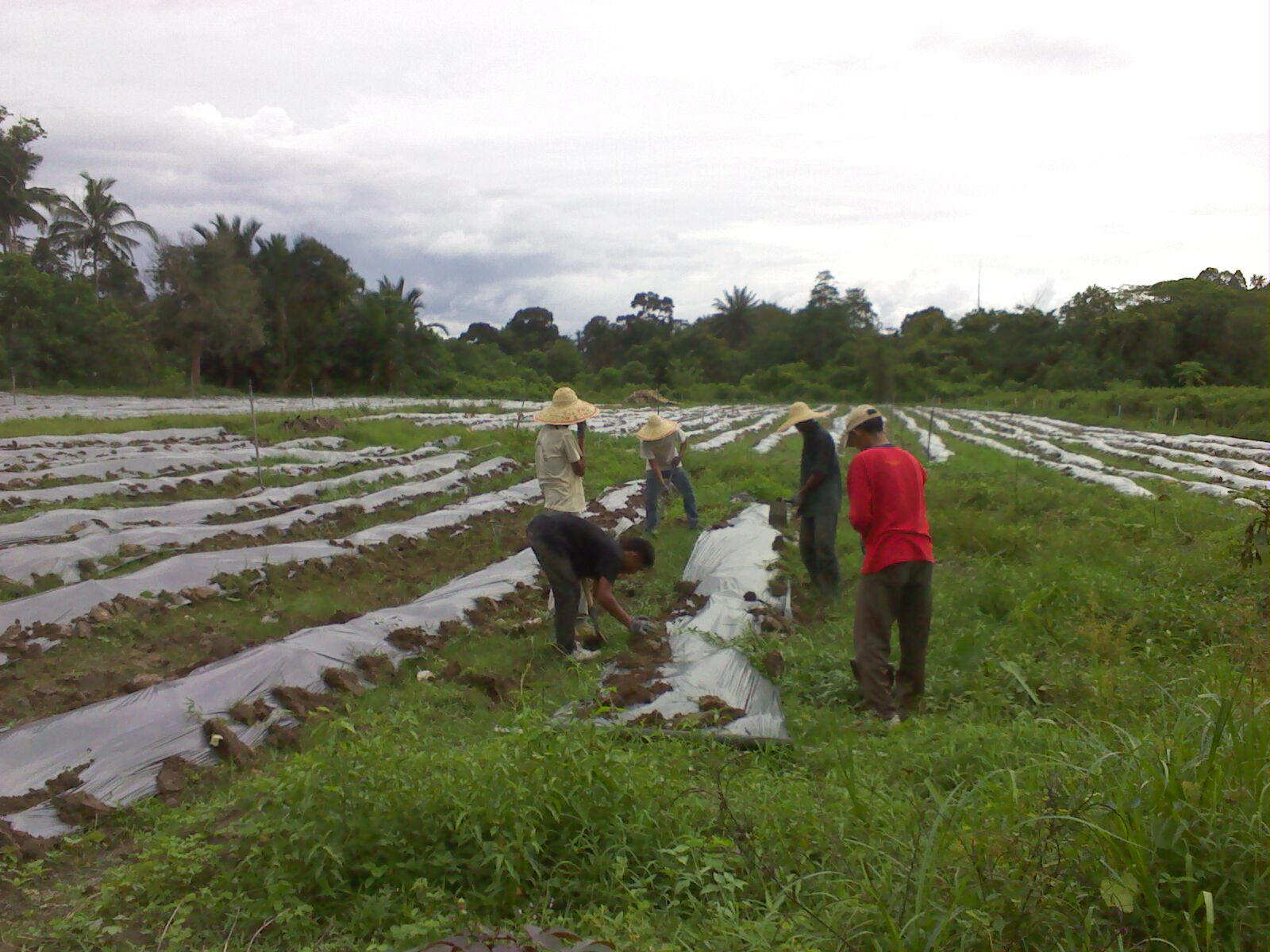 LADANG YAQTEEN @ LABU MANIS: Projek Tanaman Labu Manis di Island ...