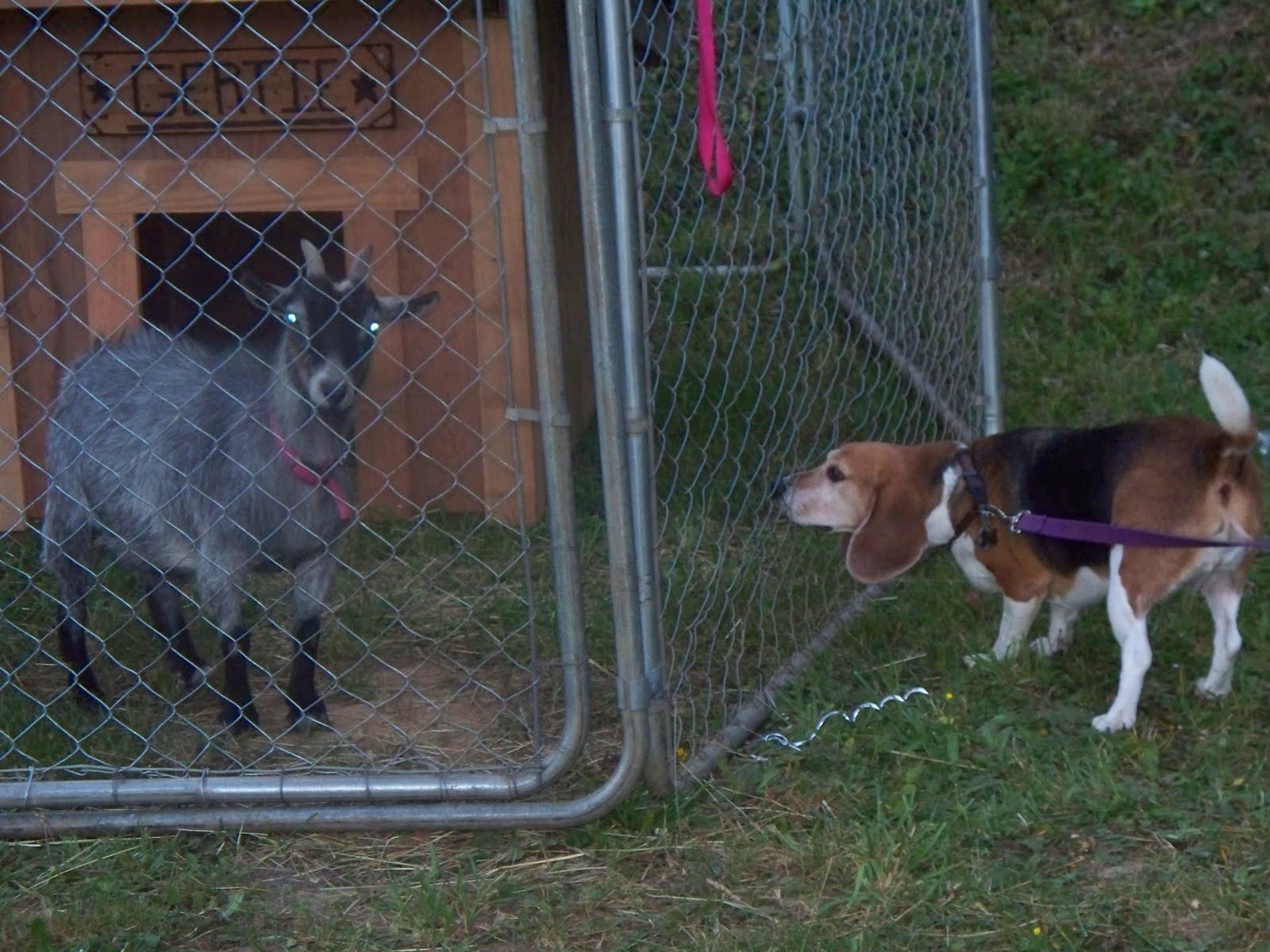 Jabez Farm: The Goat Condo