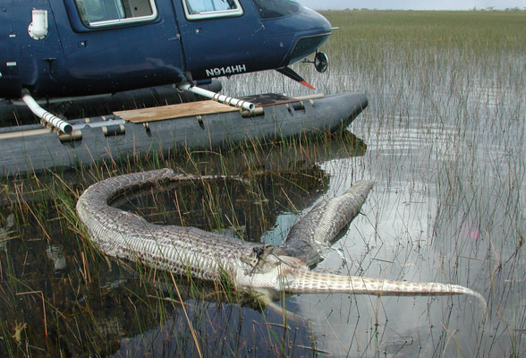The Best Animal Stories: Gator vs Python (Real Life, Not a Cheesy Movie)