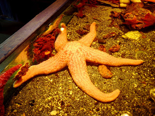 fluitjiesriet: Sterre wat nie skitter nie......of tog?