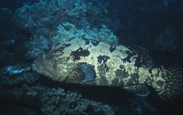 LN Lodwick Photography Marine Fishes