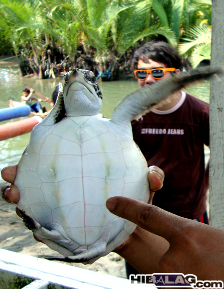 Liking endangered sea-turtle: Pawikan nesting sanctuary a visit - Hibalag