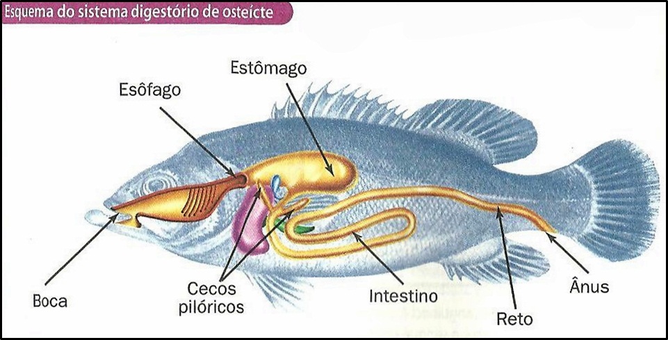 Peixes: * Anatomia Interna