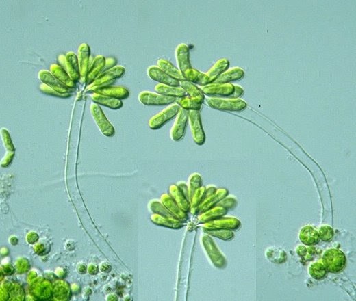 Algas Crisophytas, Pyrrophytas y Euglenophytas: Clase Xanthophyceae