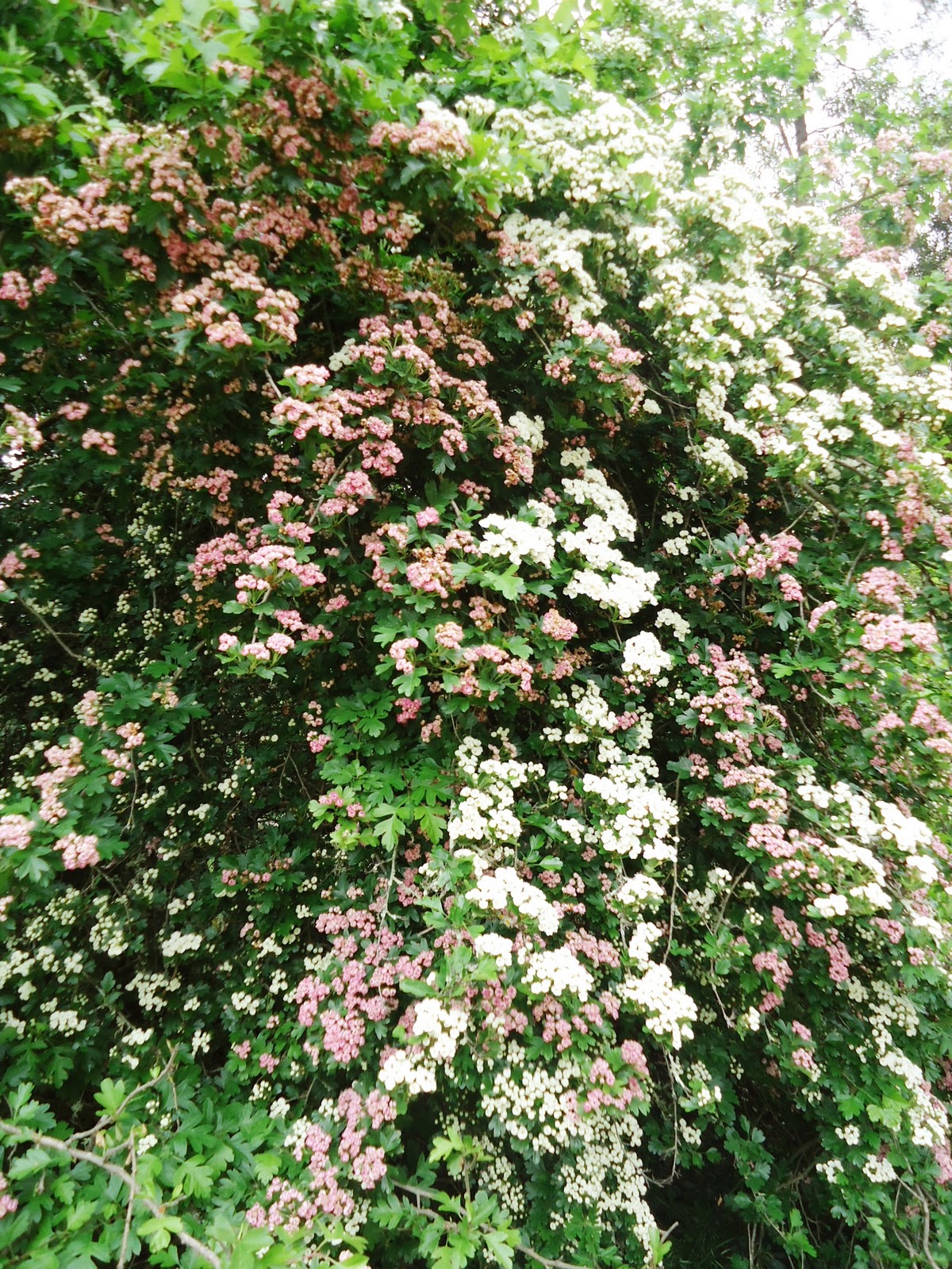 Mount Franklin Annual Pagan Gathering: The Hawthorn (The May Tree)
