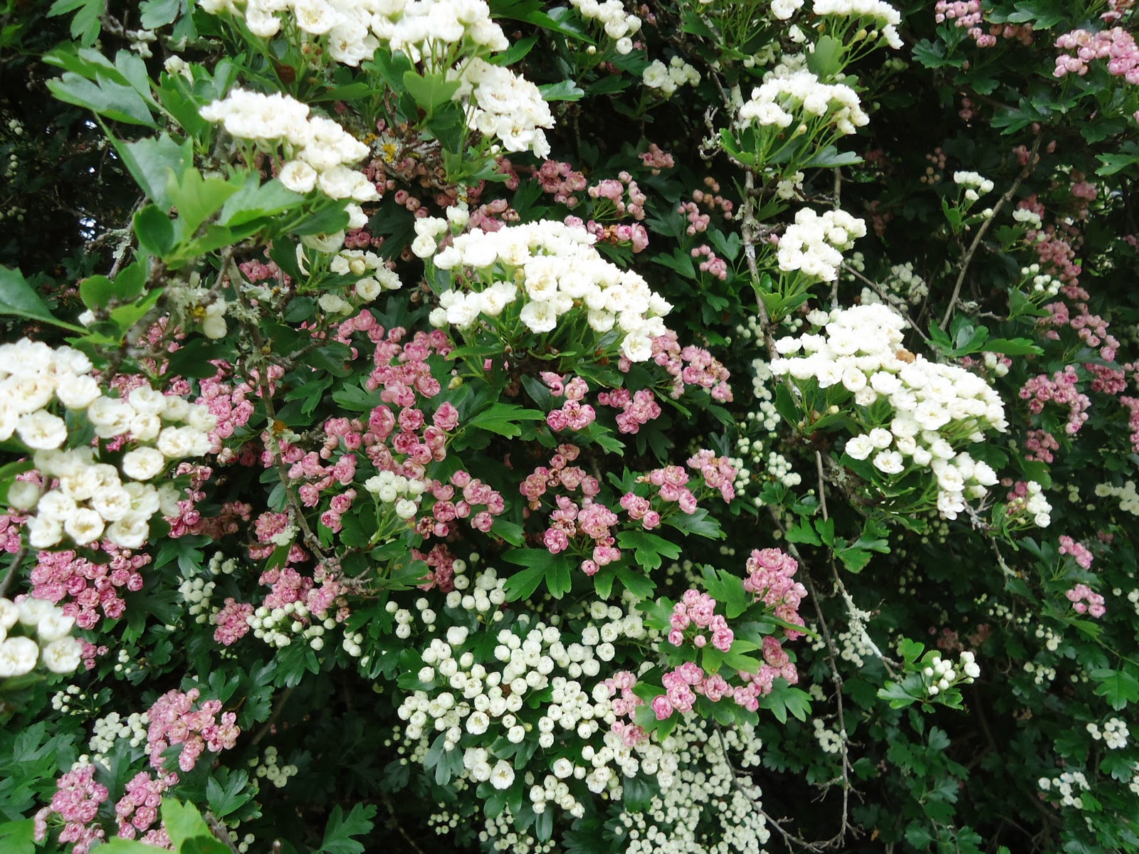 Mount Franklin Annual Pagan Gathering: The Hawthorn (The May Tree)