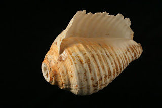 Horacio Quena Quintana: COLECCIÓN PERSONAL