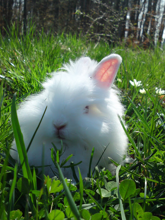 Vladimir le lapin albinos