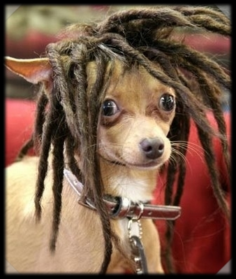 El BloG De La EsTa !!!: Perros Con Peluca...