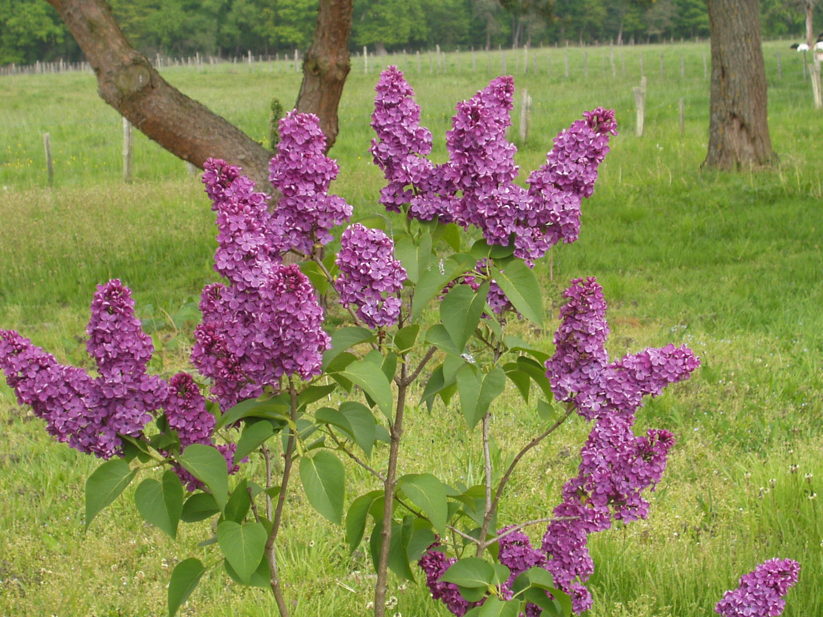 Nibelle et Baudouin: Le lilas : Je l'aime en secret...