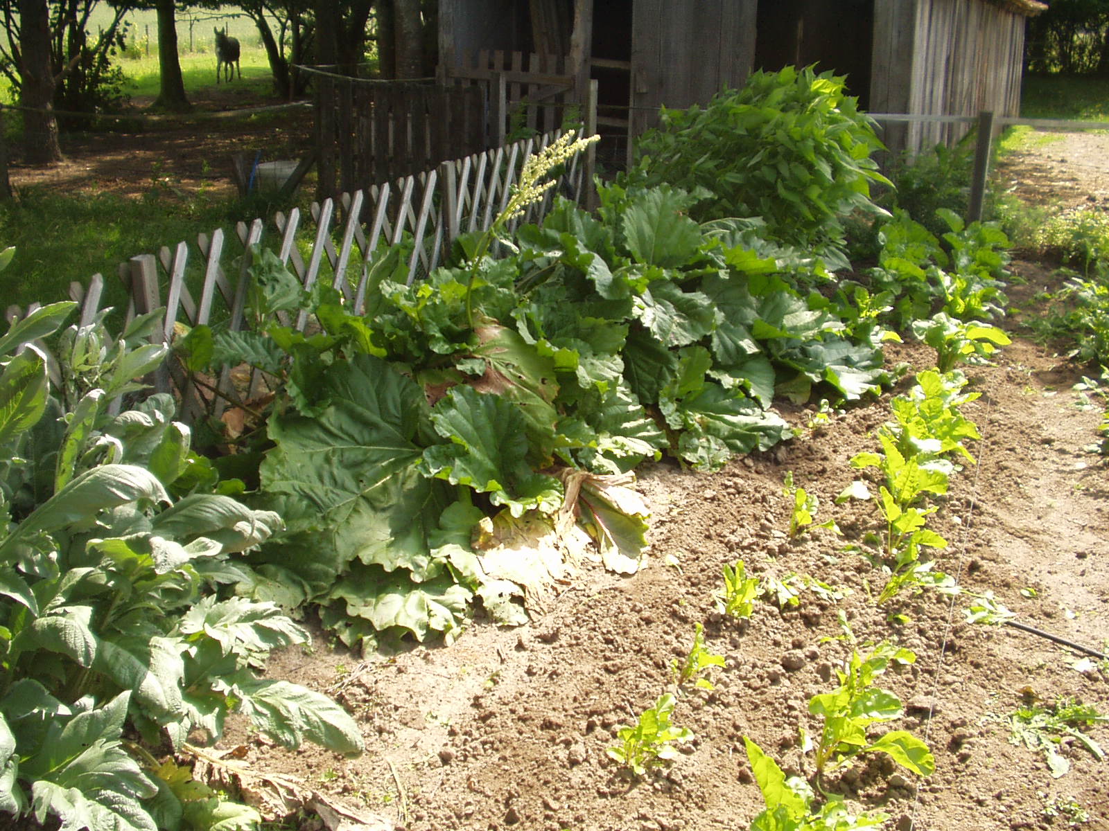 Nibelle et Baudouin: Le potager de Patrick Beauvais...